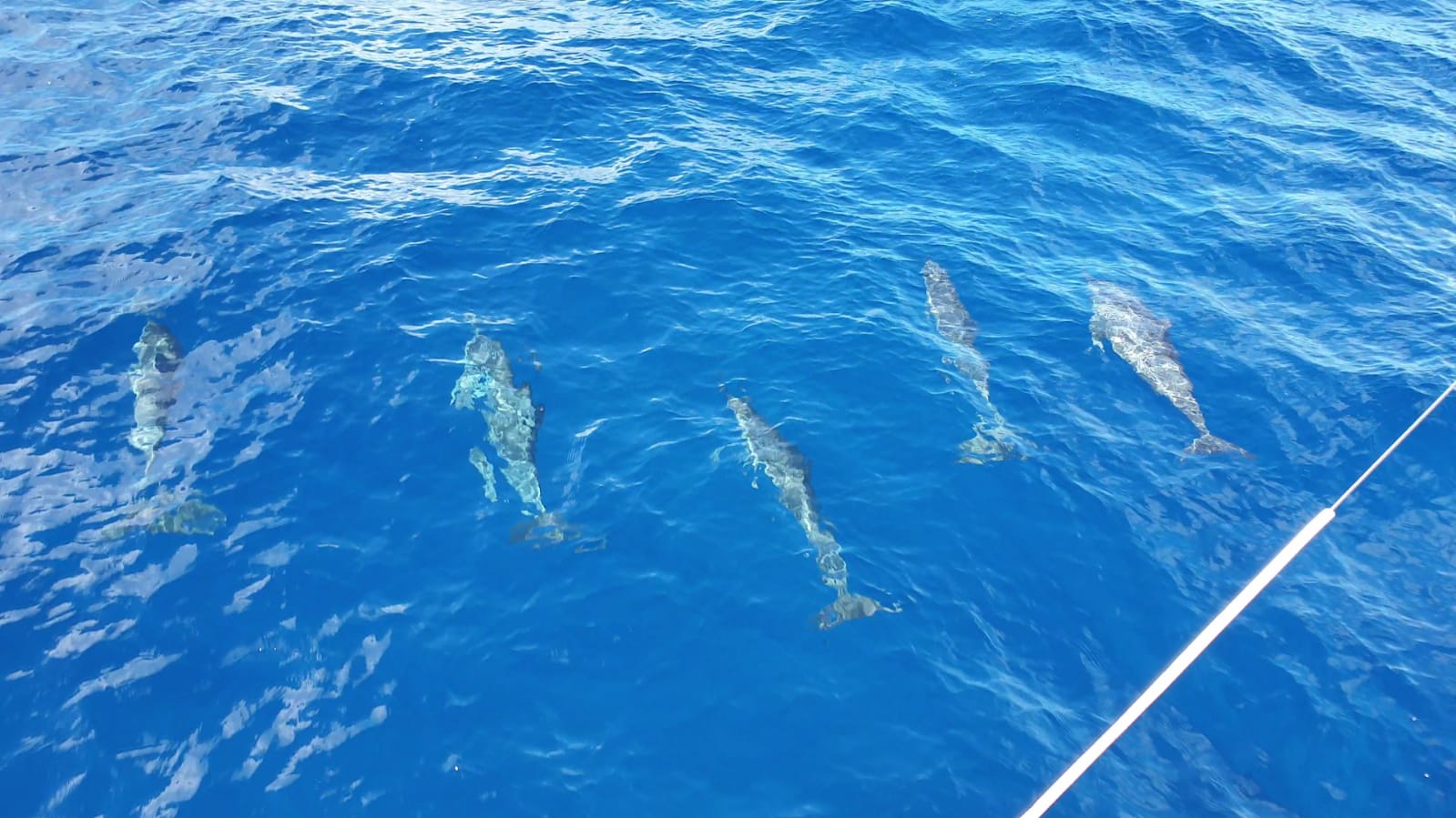 Mitsegler – blu:venture